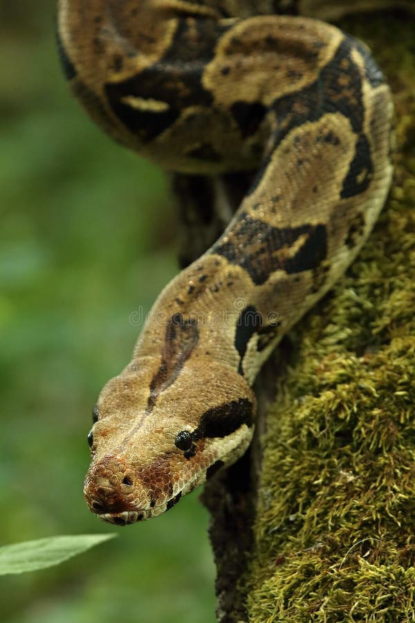The Boa Constrictor Boa Constrictor, Also Called the Red-tailed Boa or ...