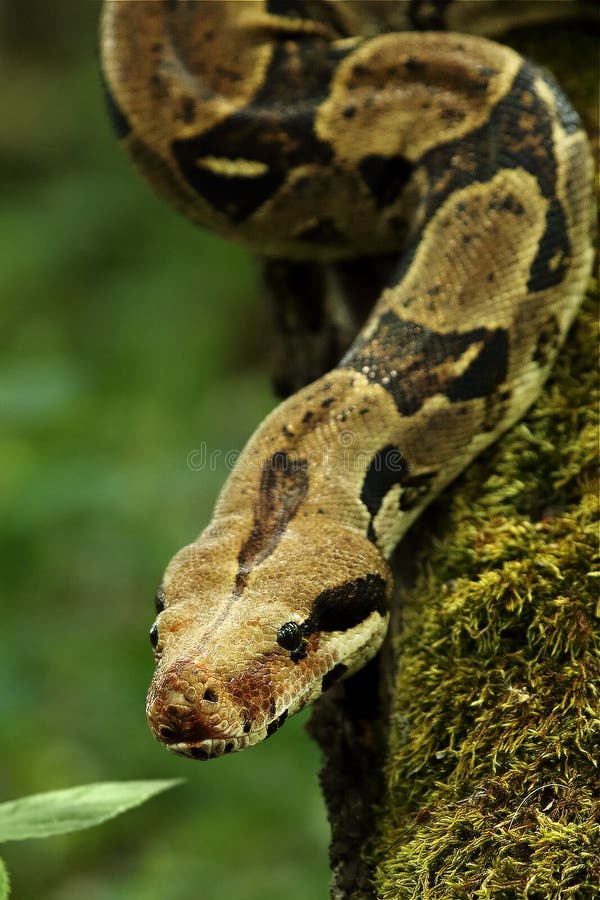 The Boa Constrictor Boa Constrictor, Also Called the Red-tailed Boa or ...