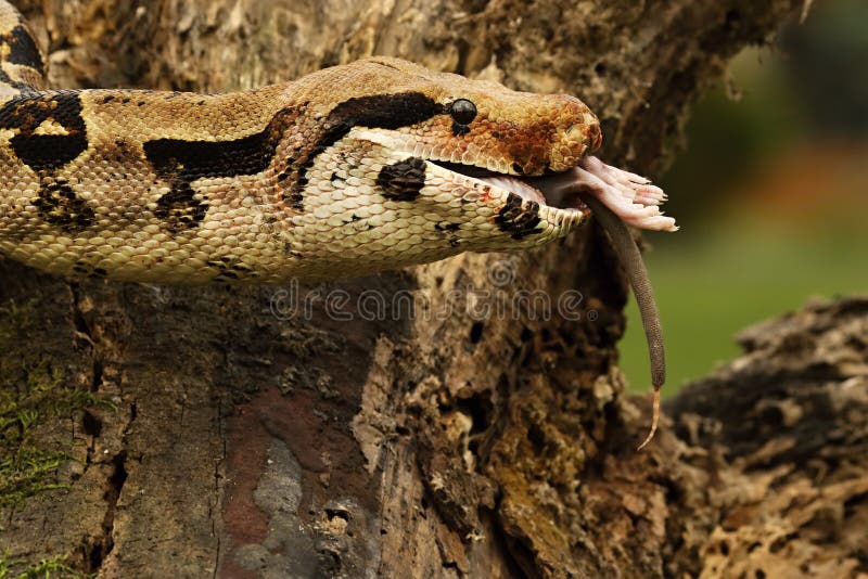The Common Boa Boa Constrictor Eating a Rat Stock Image - Image of game ...