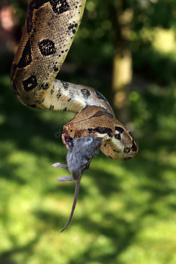 The Boa Constrictor Boa Constrictor, Also Called the Red-tailed Boa or ...