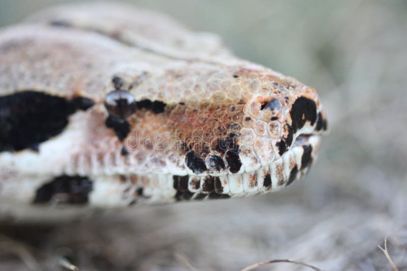 Head of Boa Constrictors Snake Eye Stock Photo - Image of nature ...