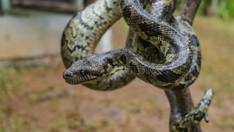 The Boa Constrictor Coiled Around the Branch. Stock Photo - Image of ...