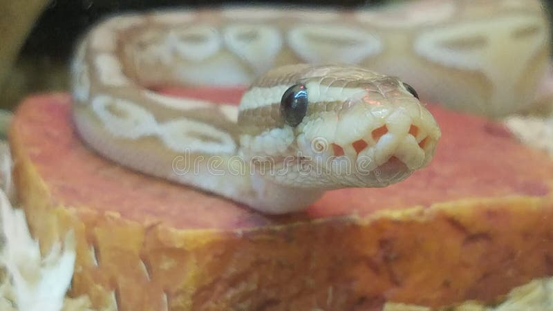 Snake stock image. Image of colored, snake, cream, constrictor - 126103625
