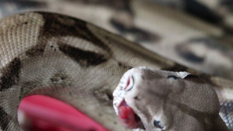 Boa Constrictor Eating Baby Mouse Up Close Stock Video - Video of ...