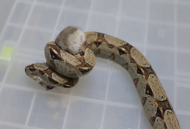 Python Dines Stock Photos - Free & Royalty-Free Stock Photos from ...