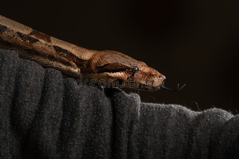 Boa Constrictor Flicking Tongue on Human Arm Stock Image - Image of ...