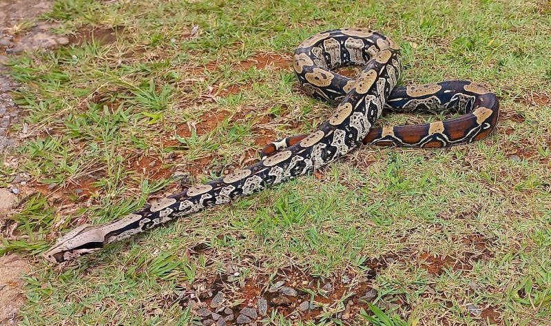 Boa Constrictor in the Grass Stock Photo - Image of naturally ...