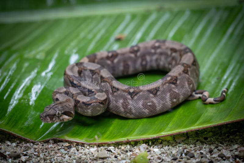 Boa Constrictor on a Green Leaf Stock Illustration - Illustration of ...