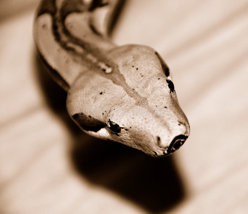 Boa Constrictor Head stock photo. Image of contrast, nature - 5276288
