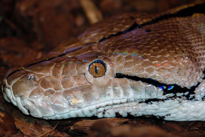 Snake Squeezing Person Latest Stock Photos - Free & Royalty-Free Stock ...