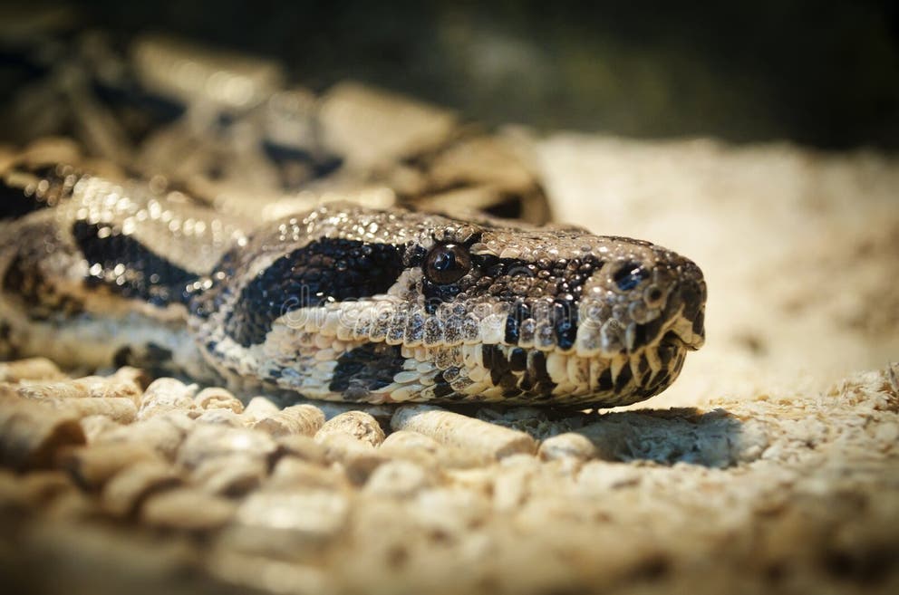 Boa constrictor head stock image. Image of dangerous - 67413399