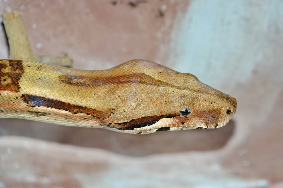 Snake. Boa constrictor stock image. Image of captivity - 80150719