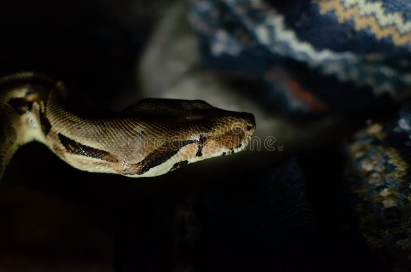 Boa Constrictor Imperator Normal. Stock Photo - Image of imperator ...