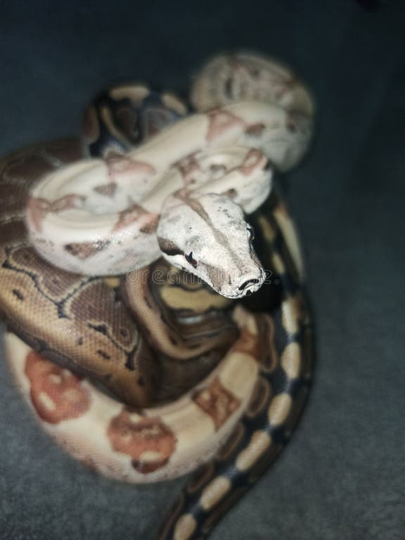 Boa Constrictor Imperator Snake Stock Photo - Image of python, animal ...
