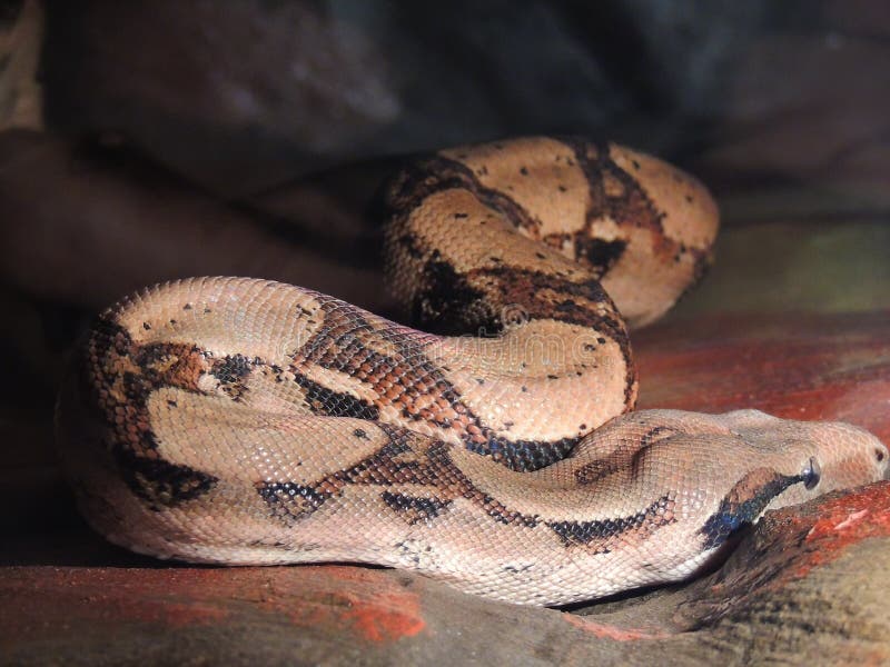 Boa Constrictor Imperator stock photo. Image of boas - 86580068