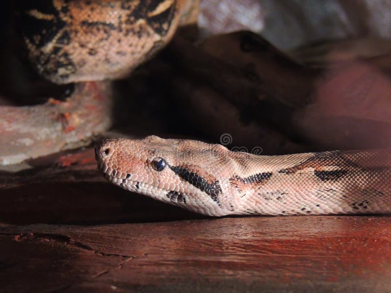 Boa Constrictor Imperator stock photo. Image of boas - 86580120