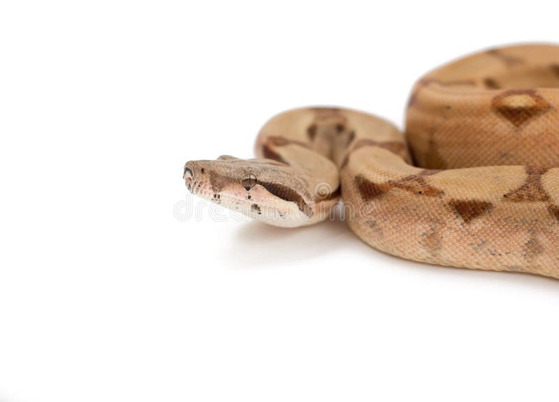 Boa Constrictor Isolated on White Background Stock Photo - Image of ...