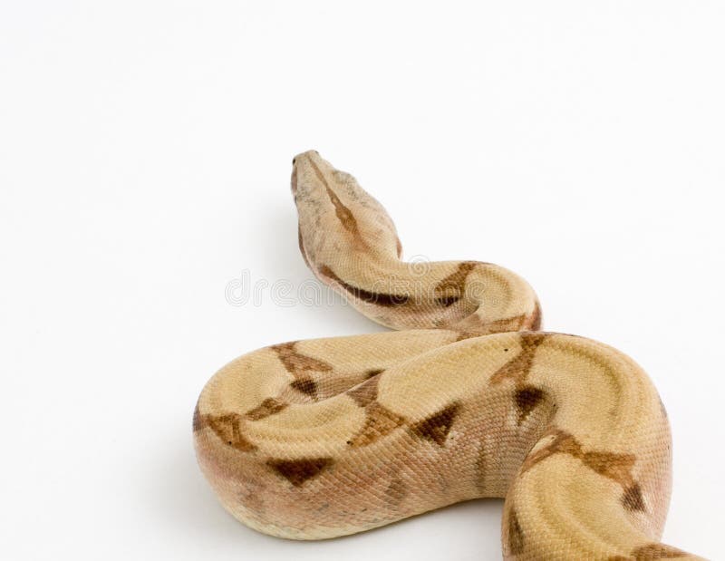 Boa Constrictor Isolated on White Background Stock Photo - Image of ...
