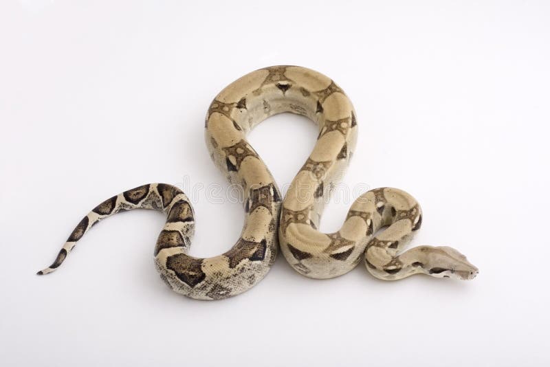 Boa Constrictor Isolated on White Background Stock Photo - Image of ...