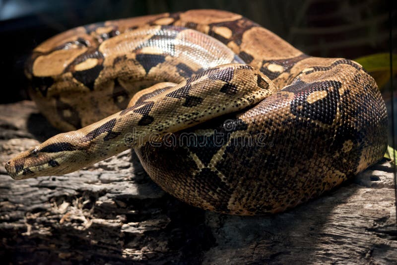 Boa constrictor stock photo. Image of animal, snake, reptile - 40886482