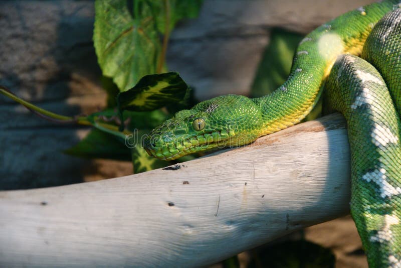 Boa Constrictor Mythology Whose Function, or Green Tree Boa LAT ...