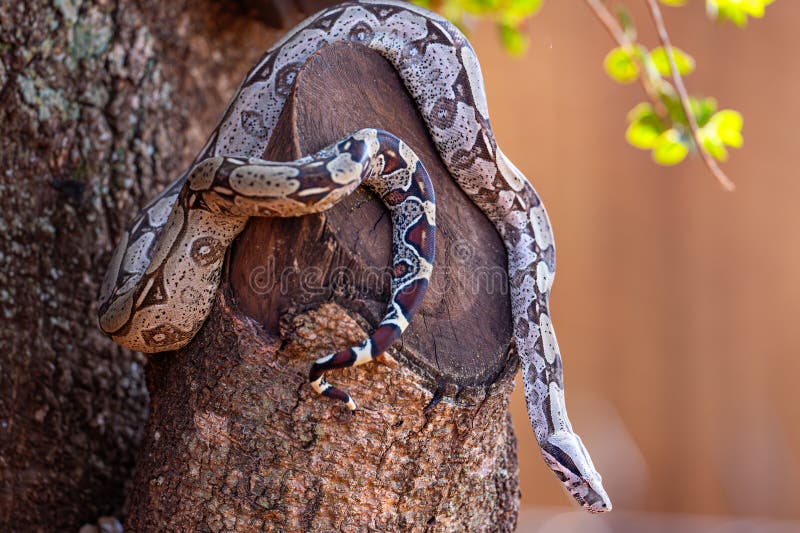 Jiboia Constritora Stock Photos - Free & Royalty-Free Stock Photos from ...