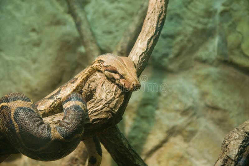 Boa constrictor stock image. Image of python, rest, exhibit - 69873761
