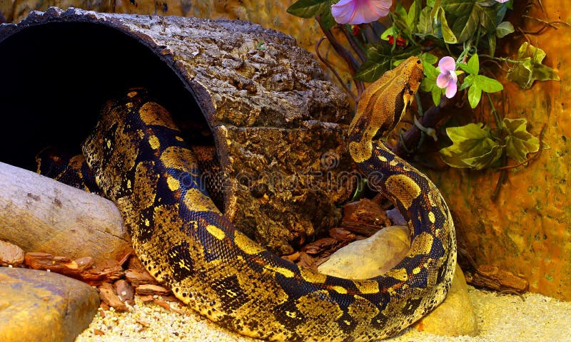 Huge Boa Constrictor in Jungle Stock Image - Image of coldblooded ...