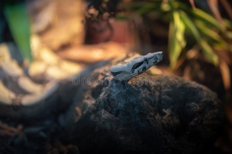 Boa Constrictor snake stock image. Image of reptilian - 305339625