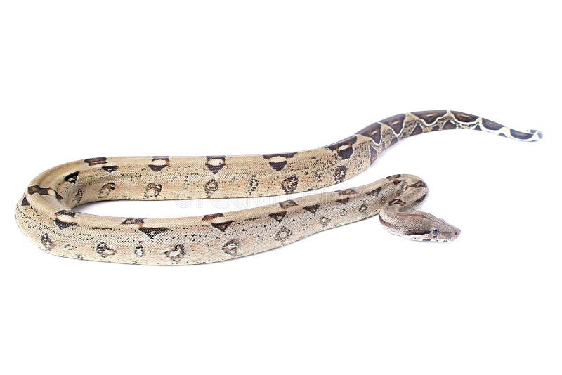 Boa constrictor snake stock image. Image of reptile - 218877227
