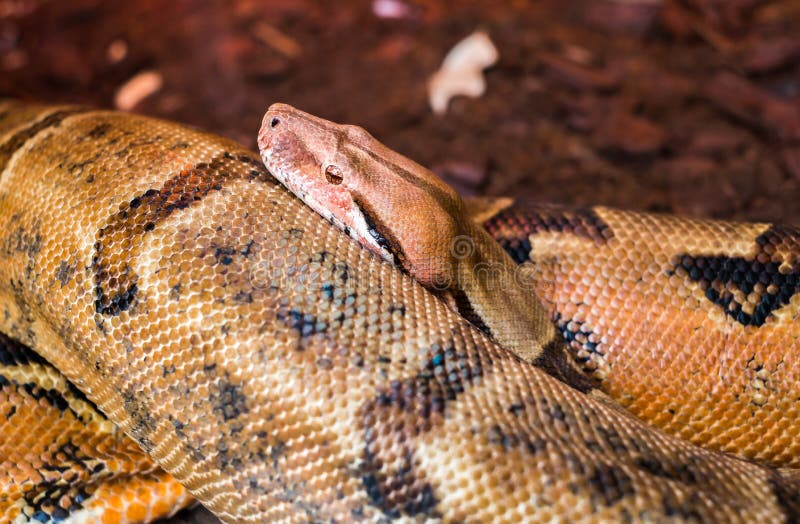 226 Boa Constrictor Eyes Stock Photos - Free & Royalty-Free Stock ...