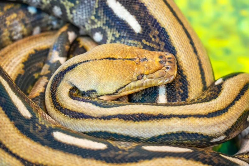 Boa Constrictor Snake Curled Up Resting Stock Photo - Image of snake ...
