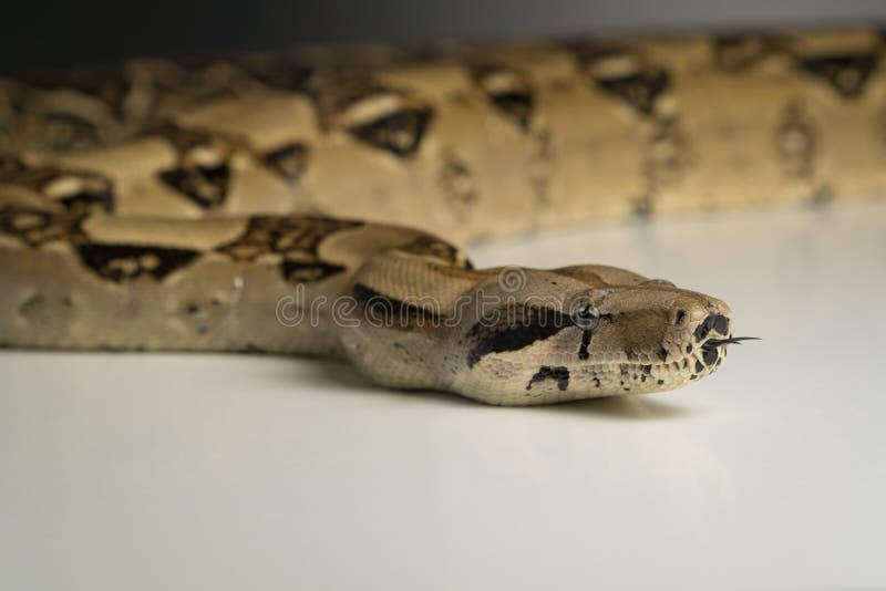 826 Boa Constrictor Skin Pattern Stock Photos - Free & Royalty-Free ...