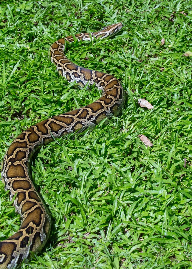 Boa constrictor snake stock photo. Image of fauna, design - 39382850