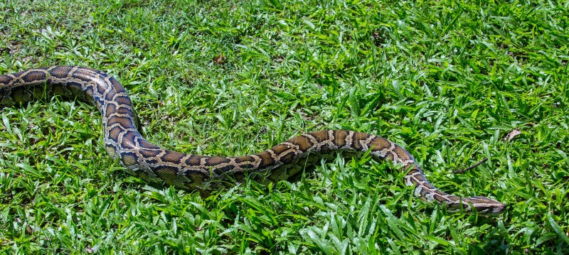 Boa constrictor snake stock photo. Image of fauna, design - 39382850