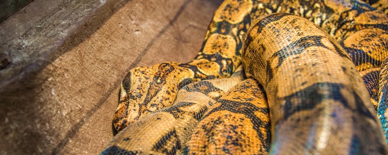 Boa Constrictor Snake in His Habitat Stock Image - Image of habitat ...