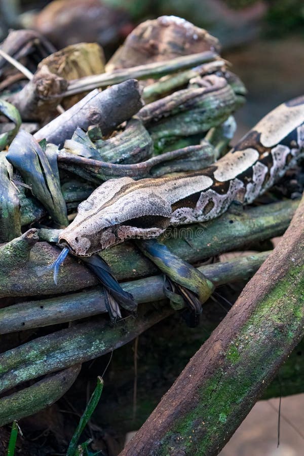 Boa Constrictor Snake in a Park in Brazil Stock Photo - Image of nature ...