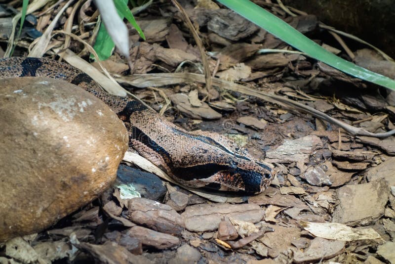 Boa Constrictor Snake, Red-tailed Boa or the Common Boa. Close Up View ...