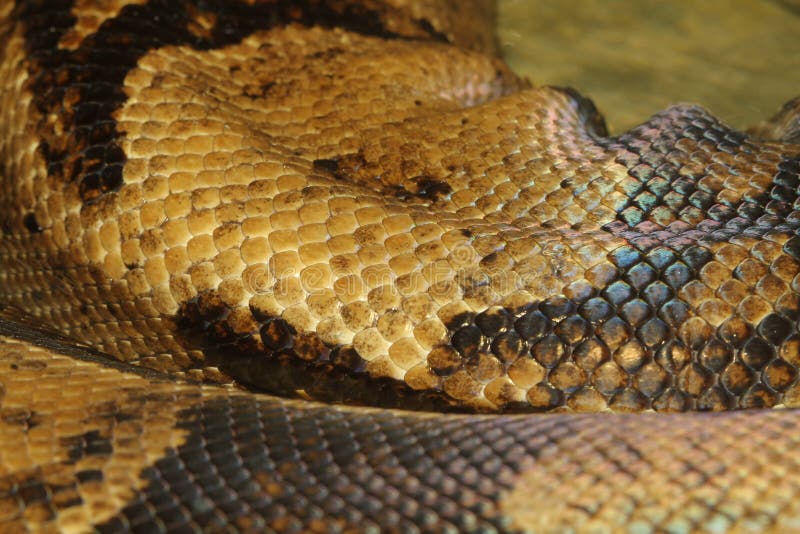 Boa constrictor snake skin stock photo. Image of constriction - 55488908