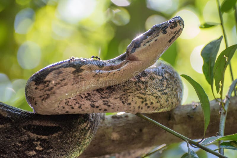 Huge Boa Constrictor in Jungle Stock Image - Image of coldblooded ...