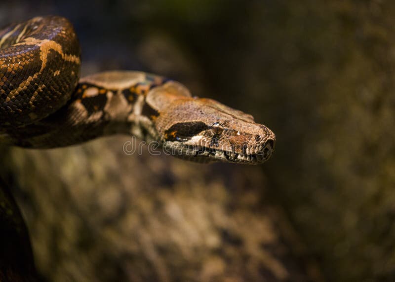 Emperor Boa (Boa Constrictor Imperator Stock Image - Image of ...