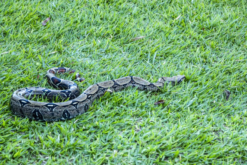 Boa Boa Constrictor Strolling Across the Lawn Stock Image - Image of ...