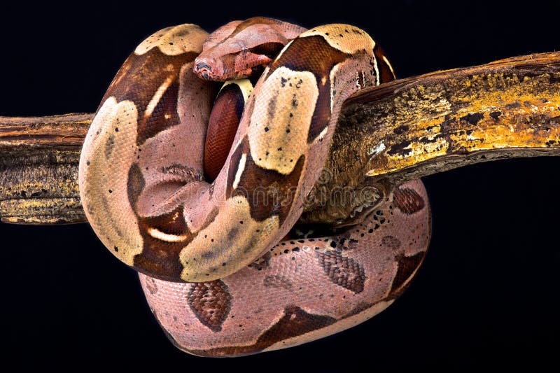 Boa Constrictor Boa Constrictor Constrictor Stock Photo - Image of ...