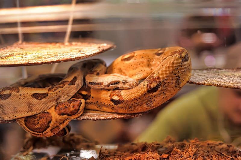 Boa Constrictor in Terrarium Stock Photo - Image of large, danger: 14929312
