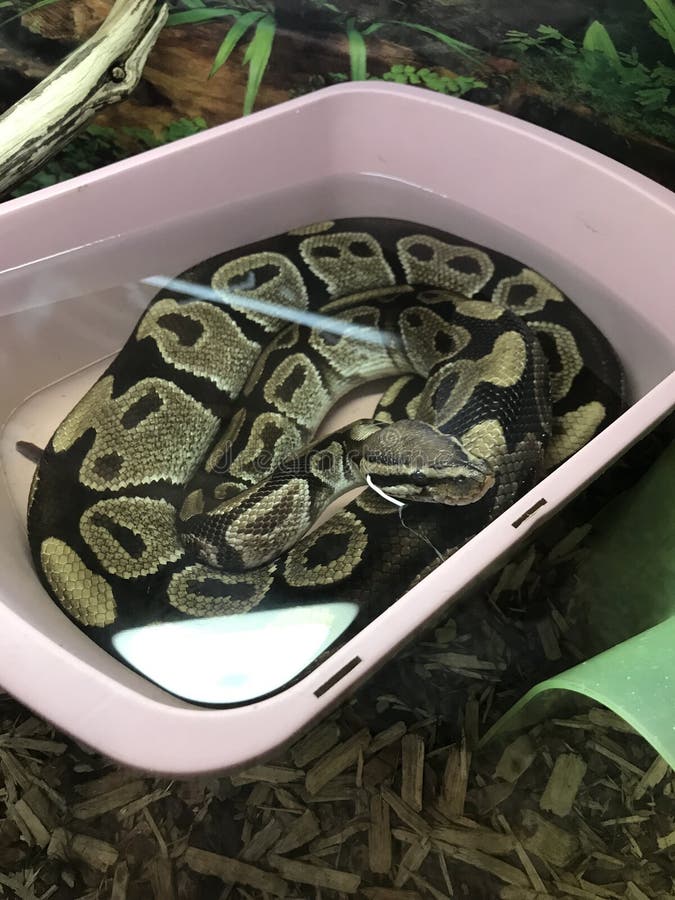 Boa constrictor in a tub stock photo. Image of cooling - 104805628
