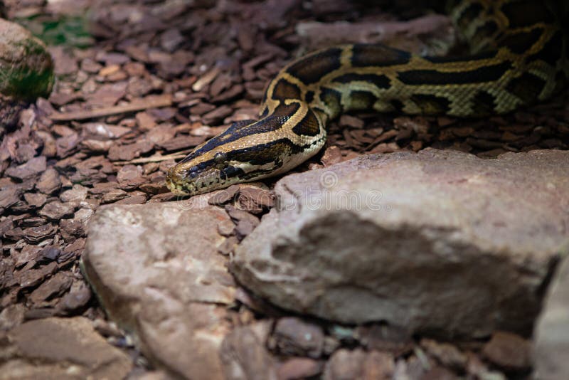 Boa Constrictor, Una Specie Di Serpente Grosso E Pesante Immagine Stock ...