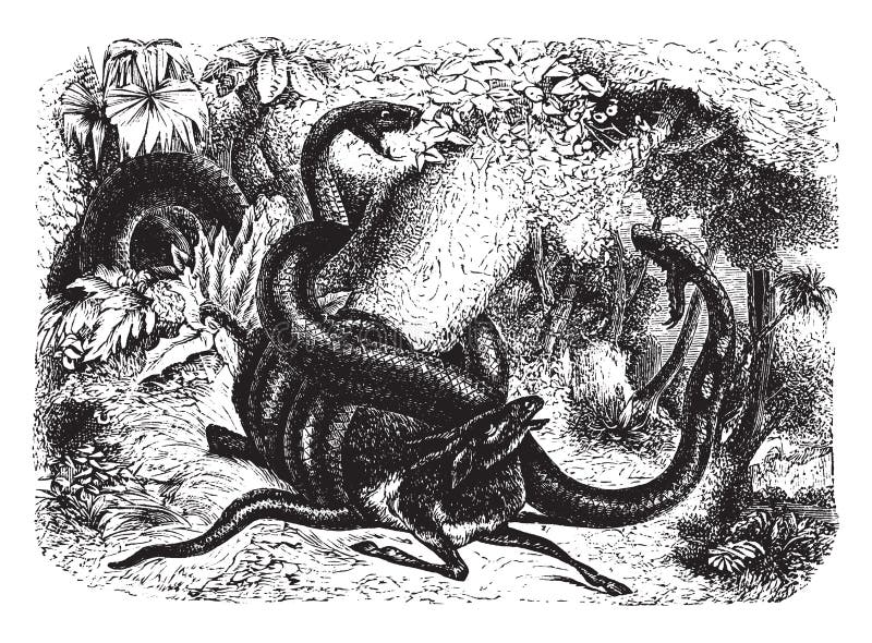 Boa Constrictor, Vintage Illustration Stock Vector - Illustration of ...