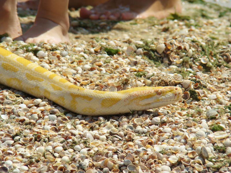 902 Yellow Boa Constrictor Stock Photos - Free & Royalty-Free Stock ...