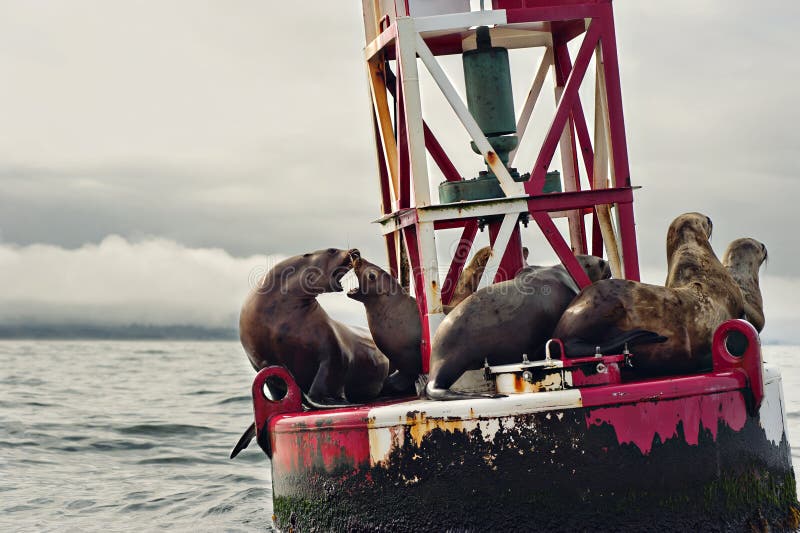 Boa Marina fotografia stock. Immagine di saltwater, indicatore - 30876930