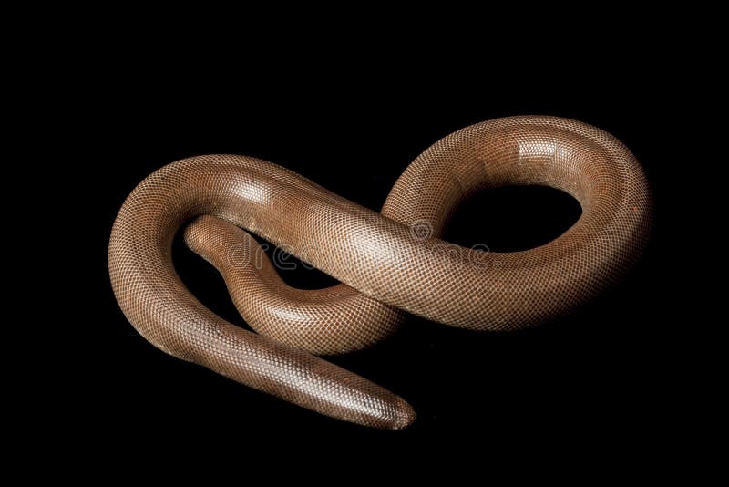 Boa Rosso Della Sabbia, Serpente Comune Non Velenoso Di Johnii Di Eryx ...